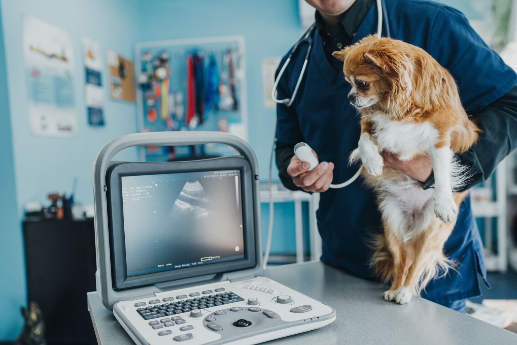 Pet Ultrasound In McKinney, TX | Stonebridge Family Vet